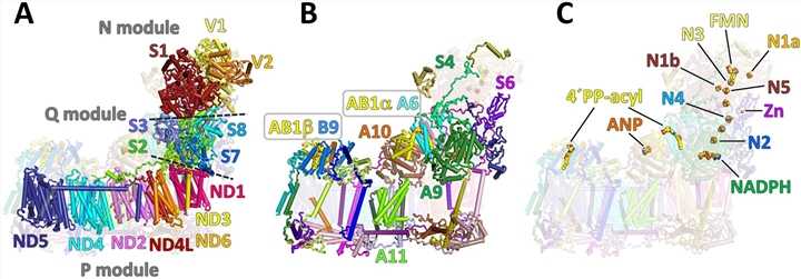 Complex I Inhibitors | NADH-Ubiquinone Targets - BOC Sciences