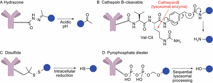 Linkers - A Crucial Factor in Antibody–Drug Conjugates - BOC Sciences