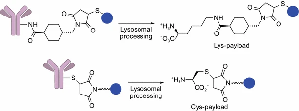 Linkers - A Crucial Factor in Antibody–Drug Conjugates - BOC Sciences